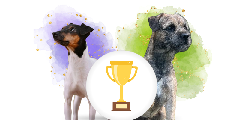 Nejlepší teriér KRÁSA 2025